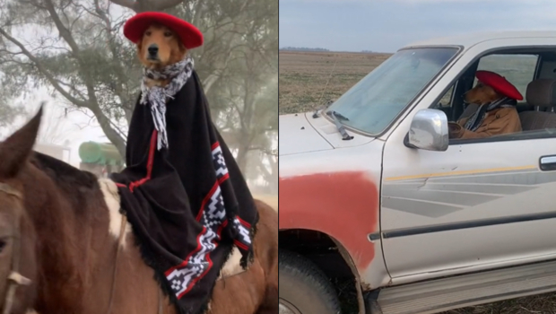 "Pregúntale", el perro que se volvió viral: usa boina, toma caña con ...