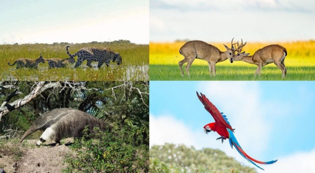 Los Incendios En Los Esteros Del Iberá Ponen En Riesgo El Mayor