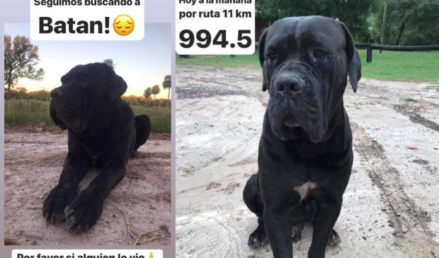 Se perdió "Batan", un perro de 5 años que es buscado intensamente por ...