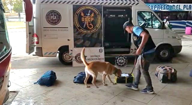 Con la ayuda del perro "Balton", detectaron una encomienda con ...