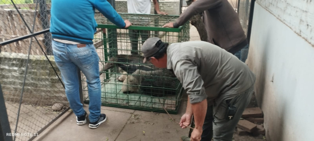 Especie en peligro de extinción: rescataron un oso hormiguero lastimado ...